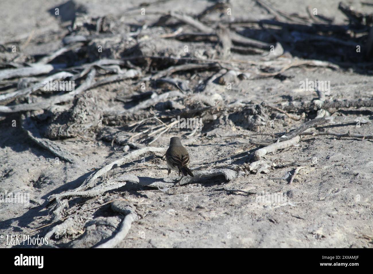 Common Cape Wagtail (Motacilla capensis capensis) Aves Stock Photo - Alamy
