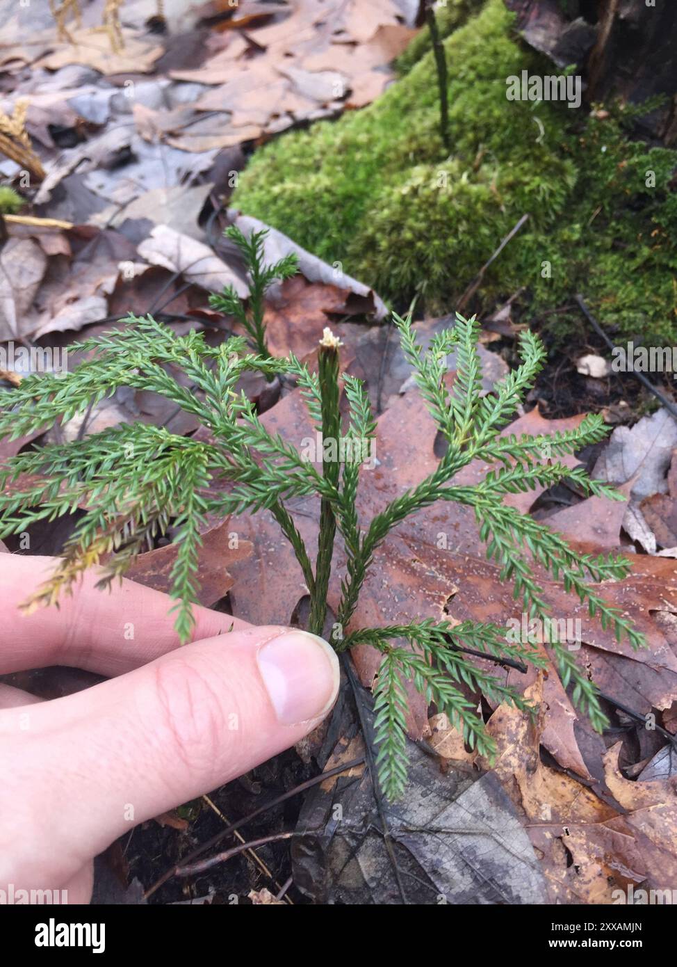 flat-branched tree-clubmoss (Dendrolycopodium obscurum) Plantae Stock ...