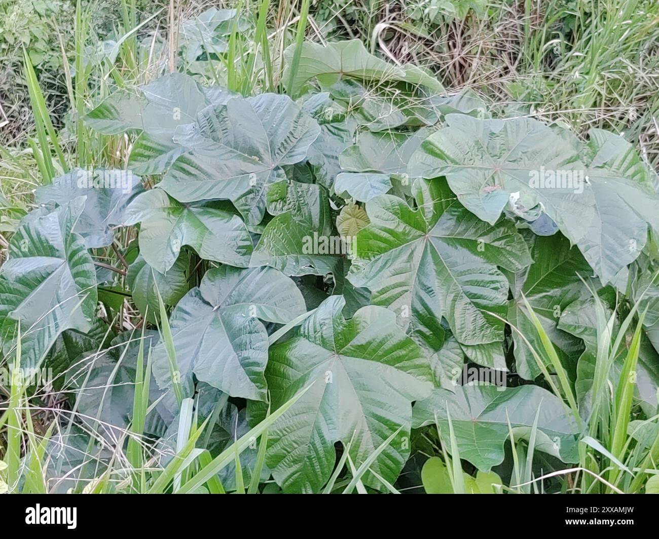 Panama tree (Sterculia apetala) Plantae Stock Photo - Alamy