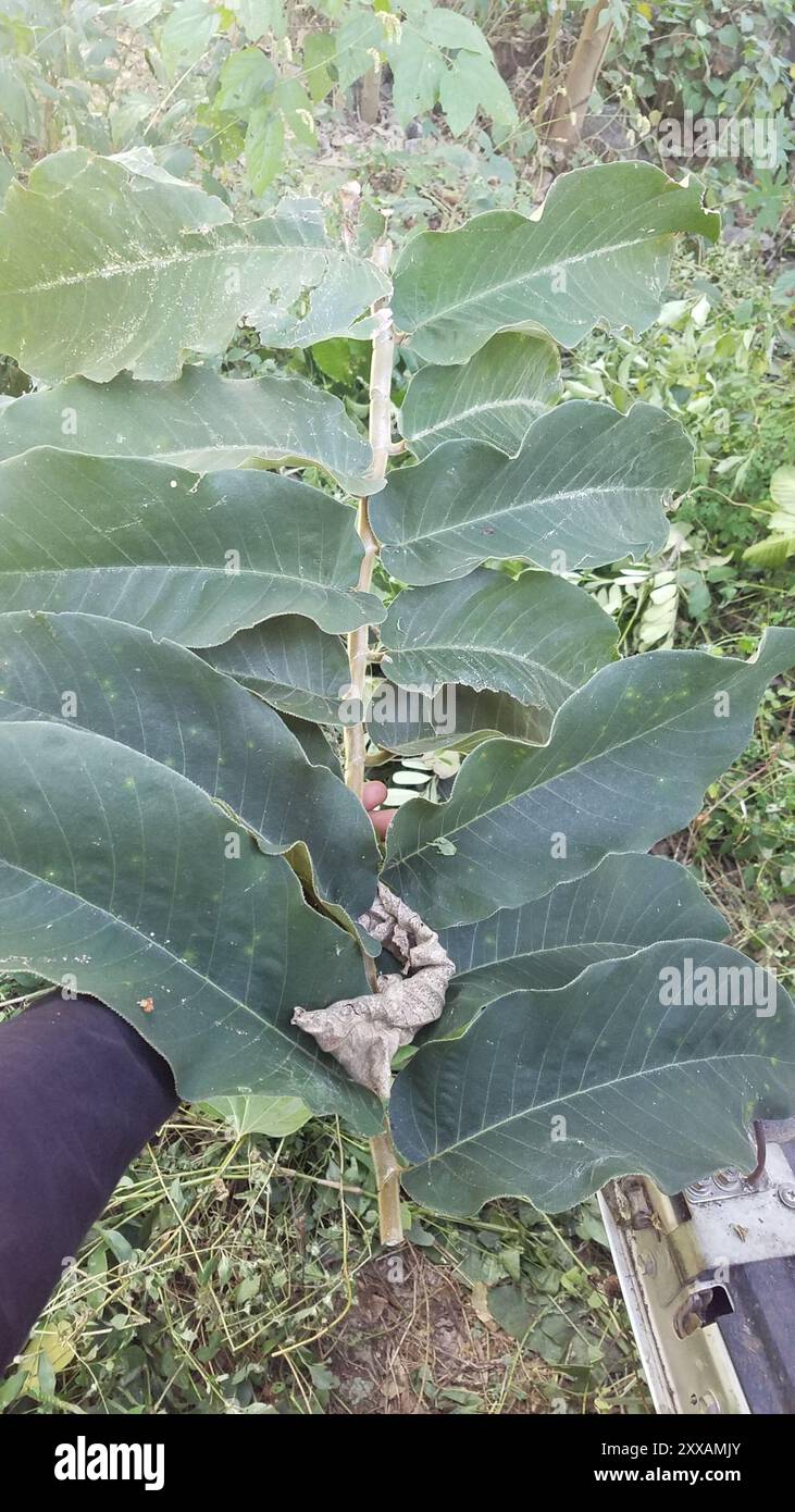 Panama rubber tree (Castilla elastica) Plantae Stock Photo - Alamy