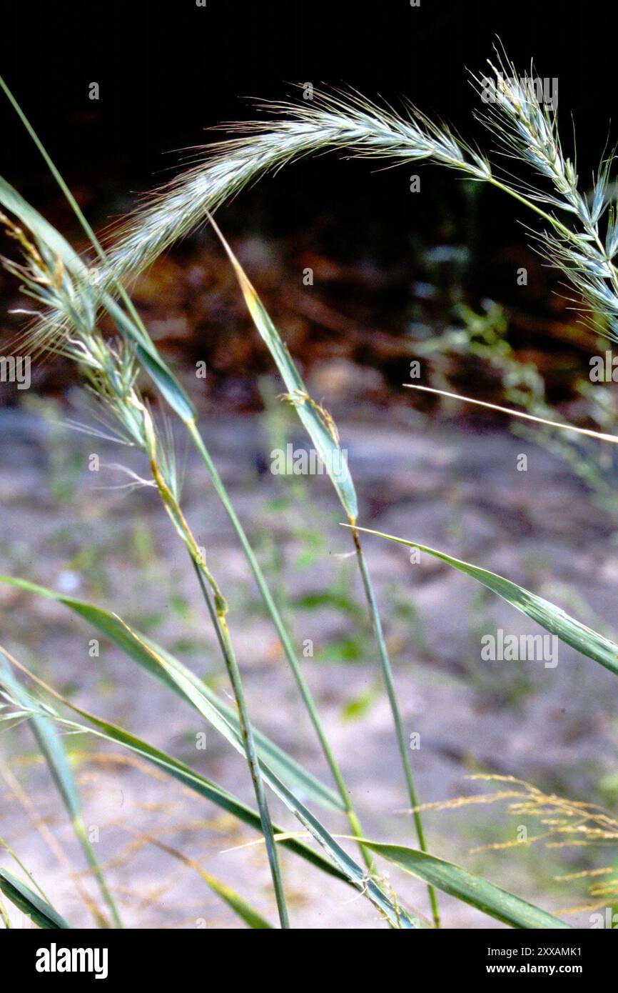 Wild Ryes and Wheatgrasses (Elymus) Plantae Stock Photo - Alamy