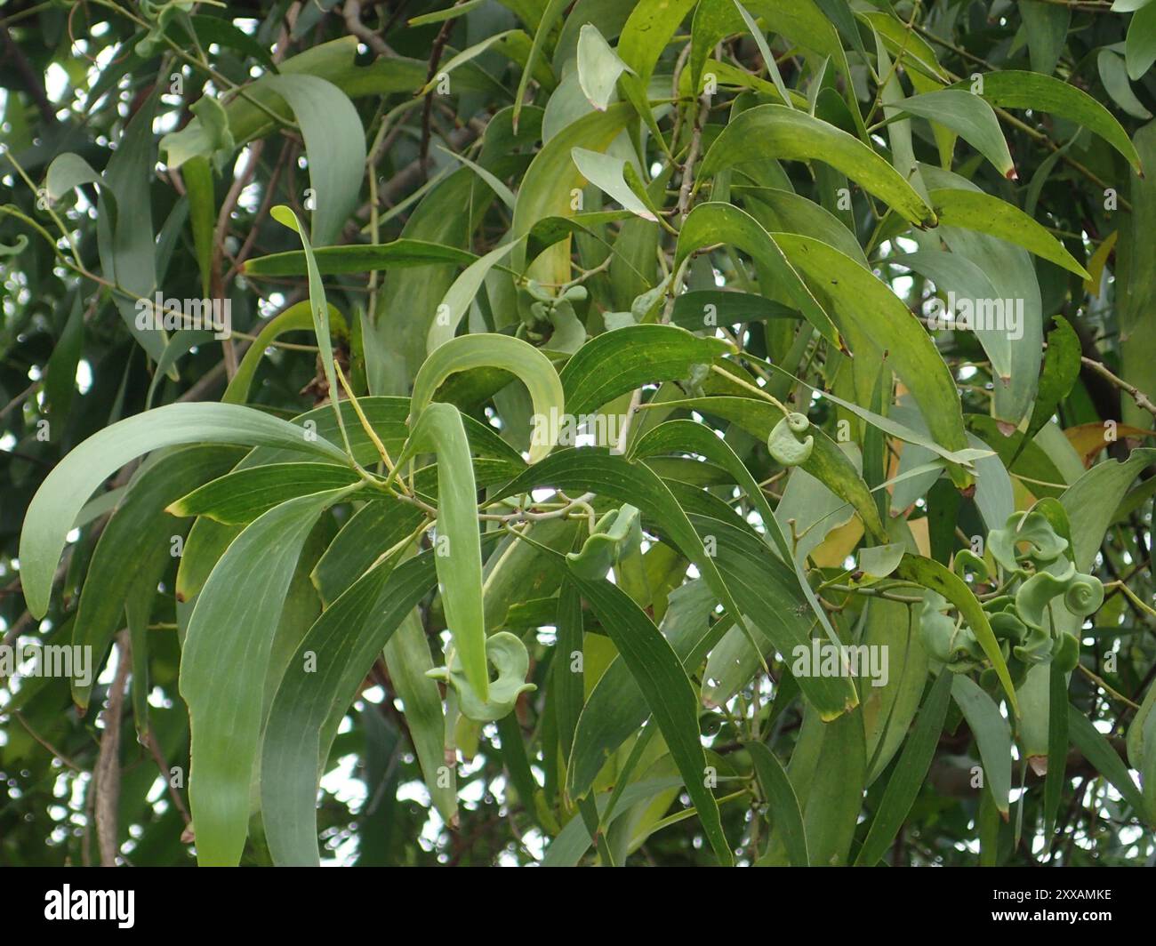 Earpod Wattle (Acacia auriculiformis) Plantae Stock Photo - Alamy