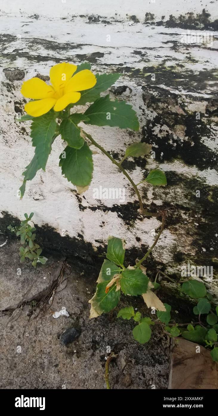 Yellow alder (Turnera ulmifolia) Plantae Stock Photo - Alamy