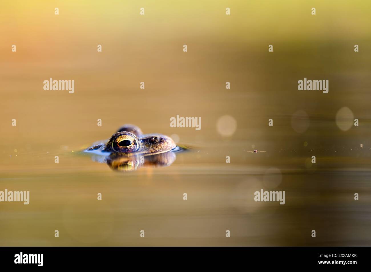 A frog's eye is visible above the calm water surface, with the rest of ...