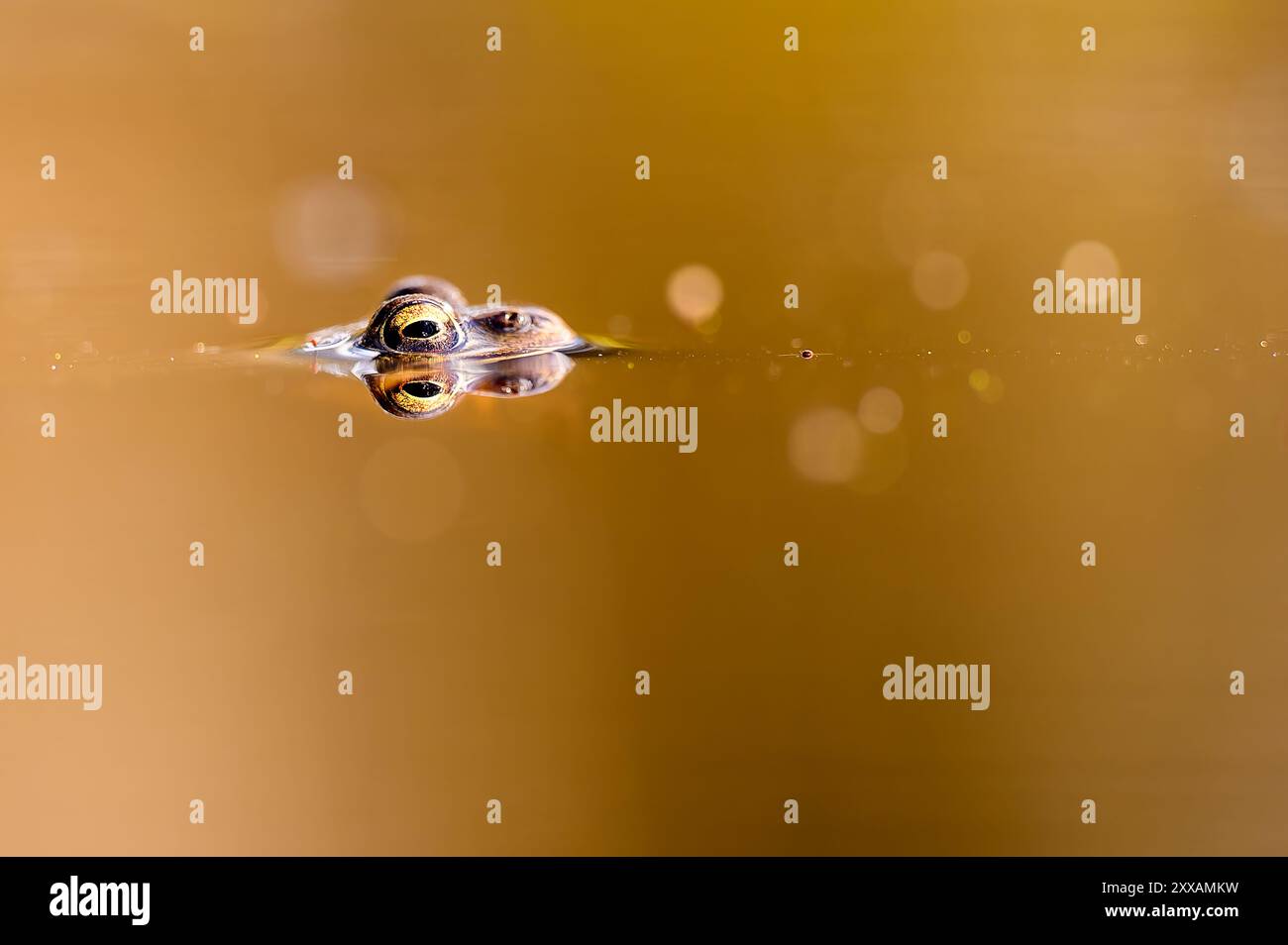 A frog's eye is visible above the calm water surface, with the rest of ...