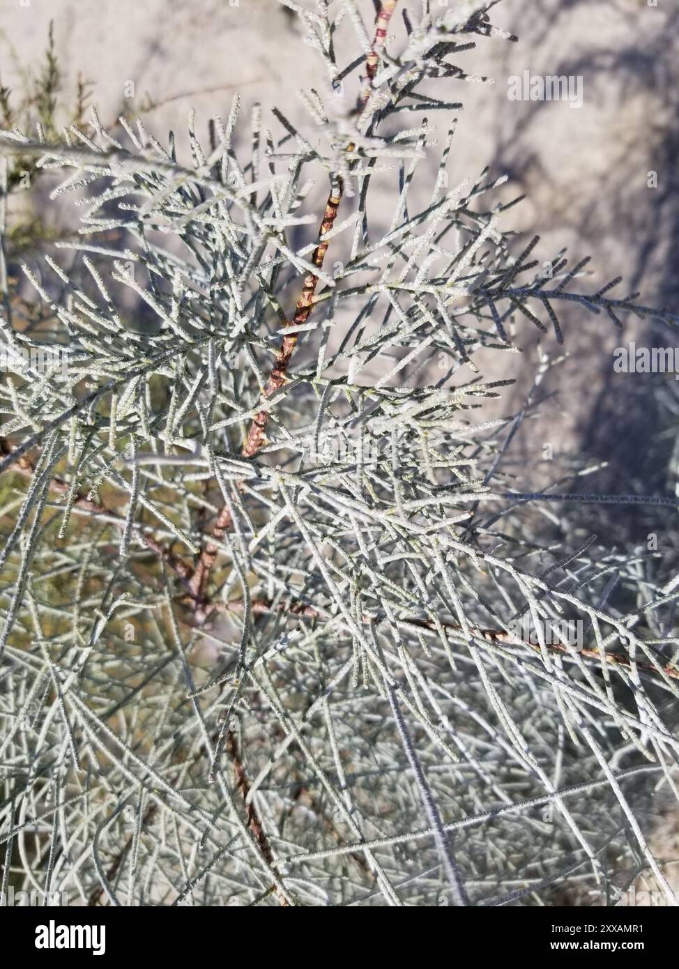 athel tamarisk (Tamarix aphylla) Plantae Stock Photo - Alamy