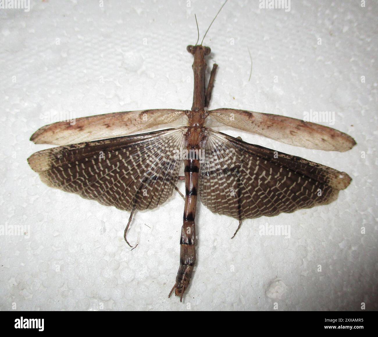 African Stick Mantis (Popa spurca) Insecta Stock Photo - Alamy