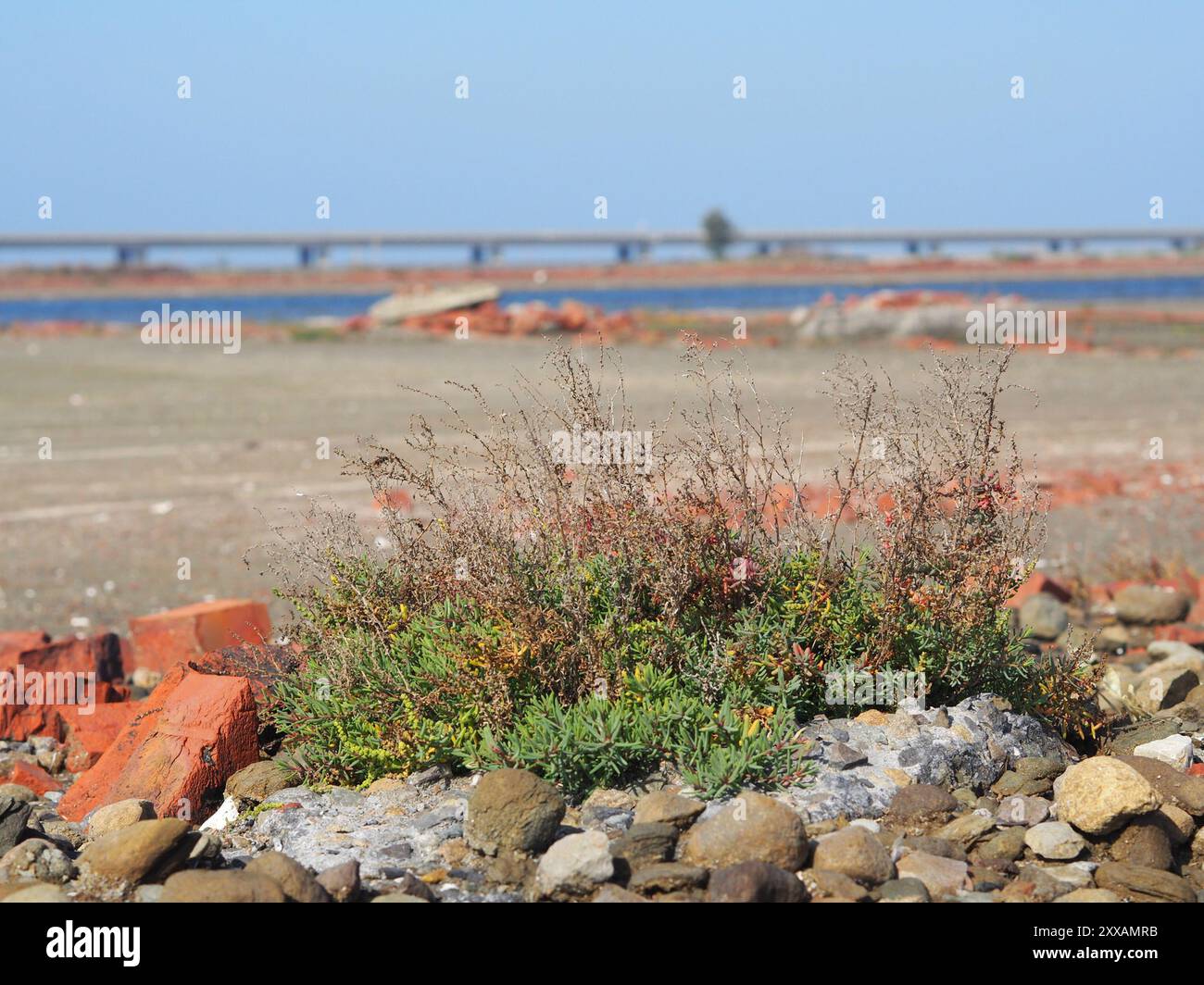 Herbaceous Seepweed (Suaeda maritima) Plantae Stock Photo - Alamy