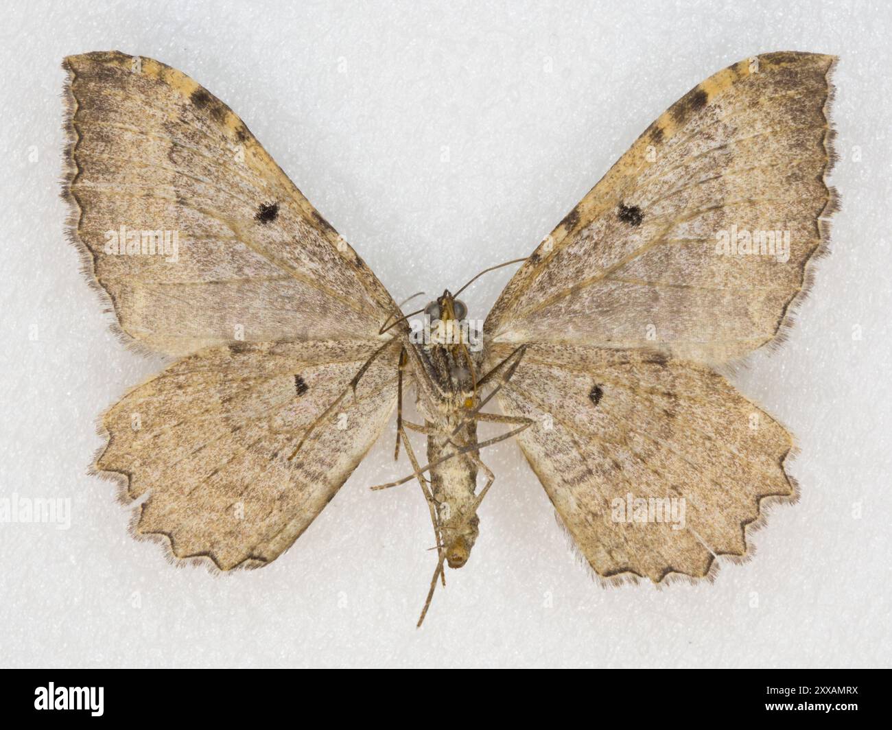 Barberry Geometer Moth (Rheumaptera meadii) Insecta Stock Photo - Alamy