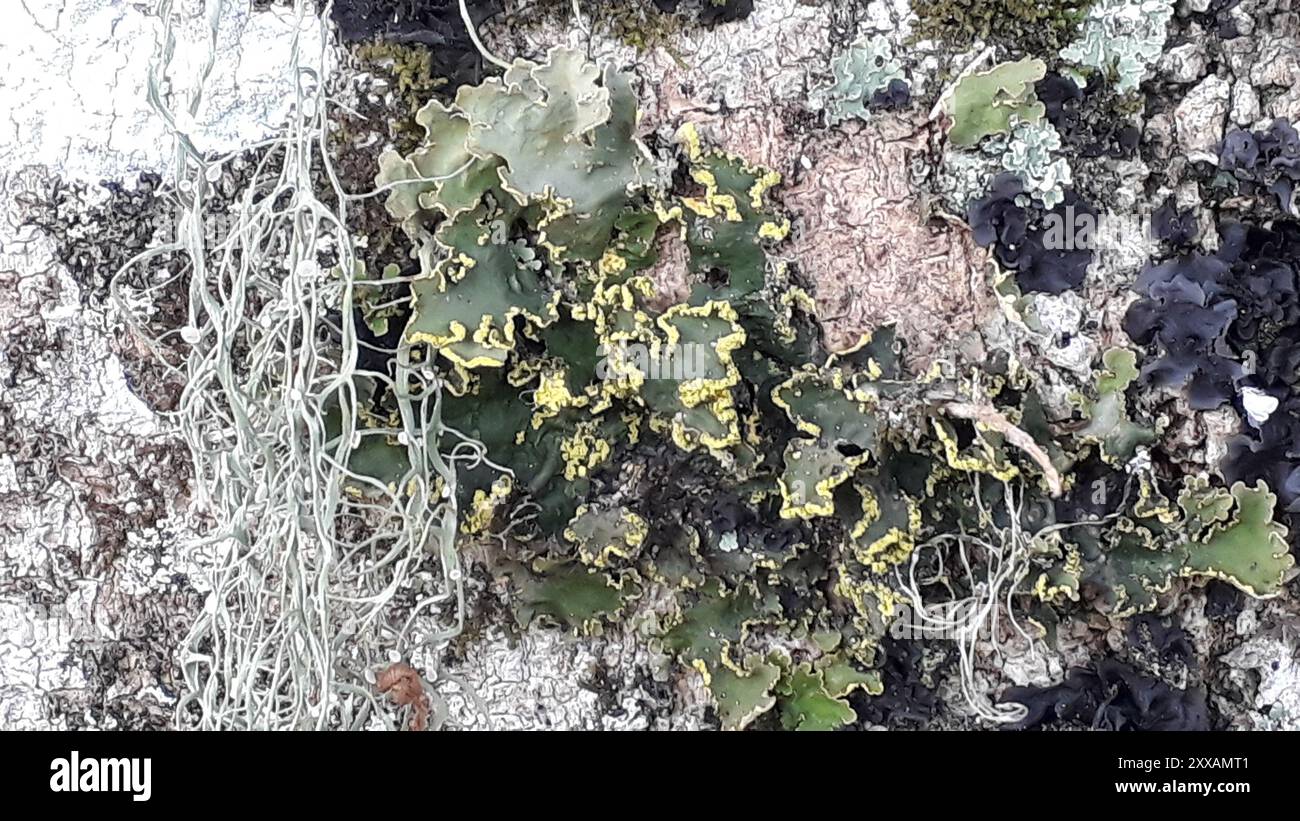 Gold Specklebelly Lichen (Crocodia aurata) Fungi Stock Photo - Alamy