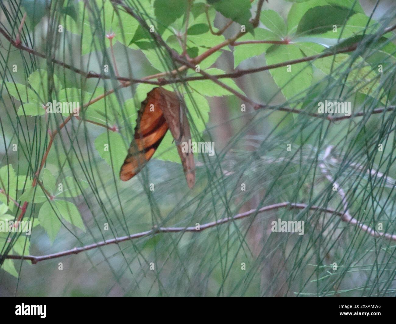 Julia Heliconian (Dryas iulia) Insecta Stock Photo - Alamy