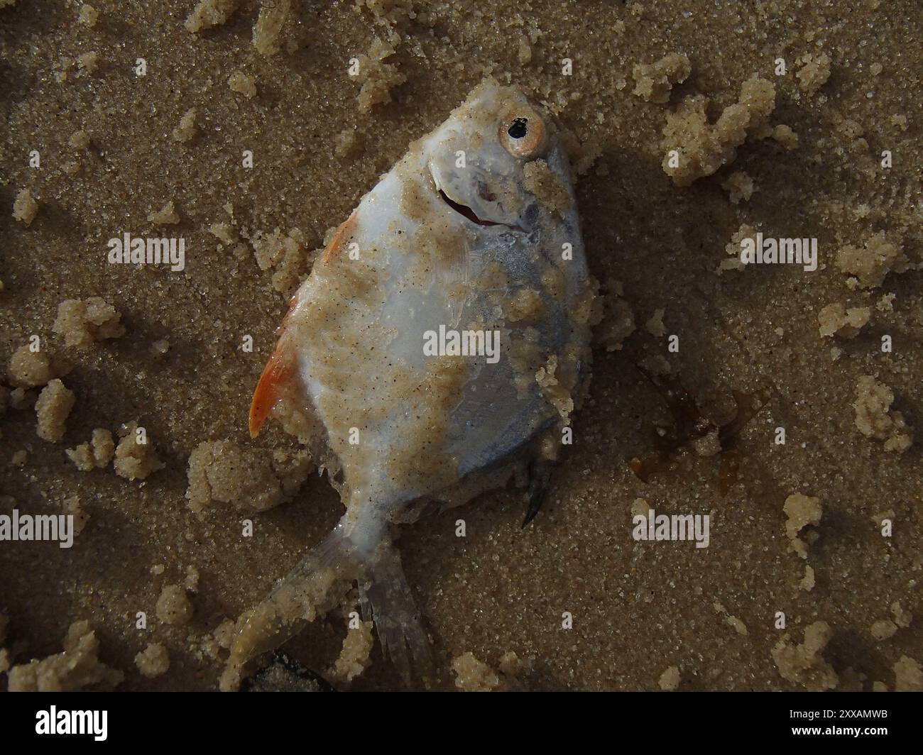Florida Pompano (Trachinotus carolinus) Actinopterygii Stock Photo - Alamy