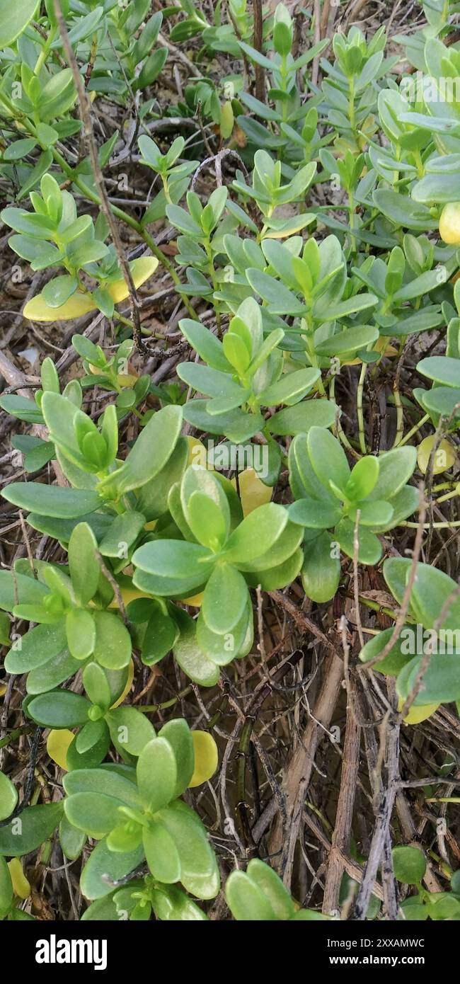 Dune Marsh-elder (Iva imbricata) Plantae Stock Photo - Alamy