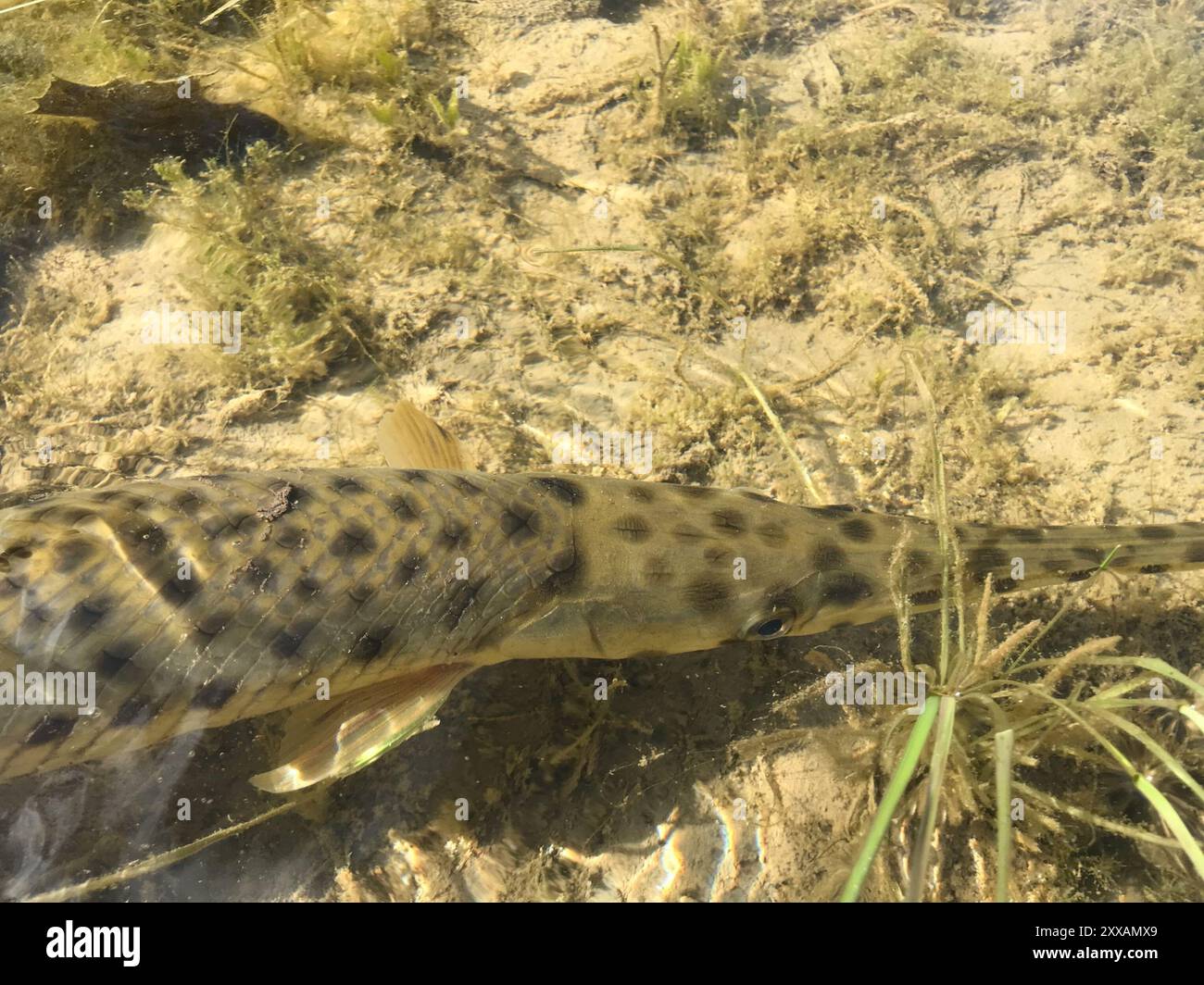 Longnose Gar (Lepisosteus osseus) Actinopterygii Stock Photo - Alamy