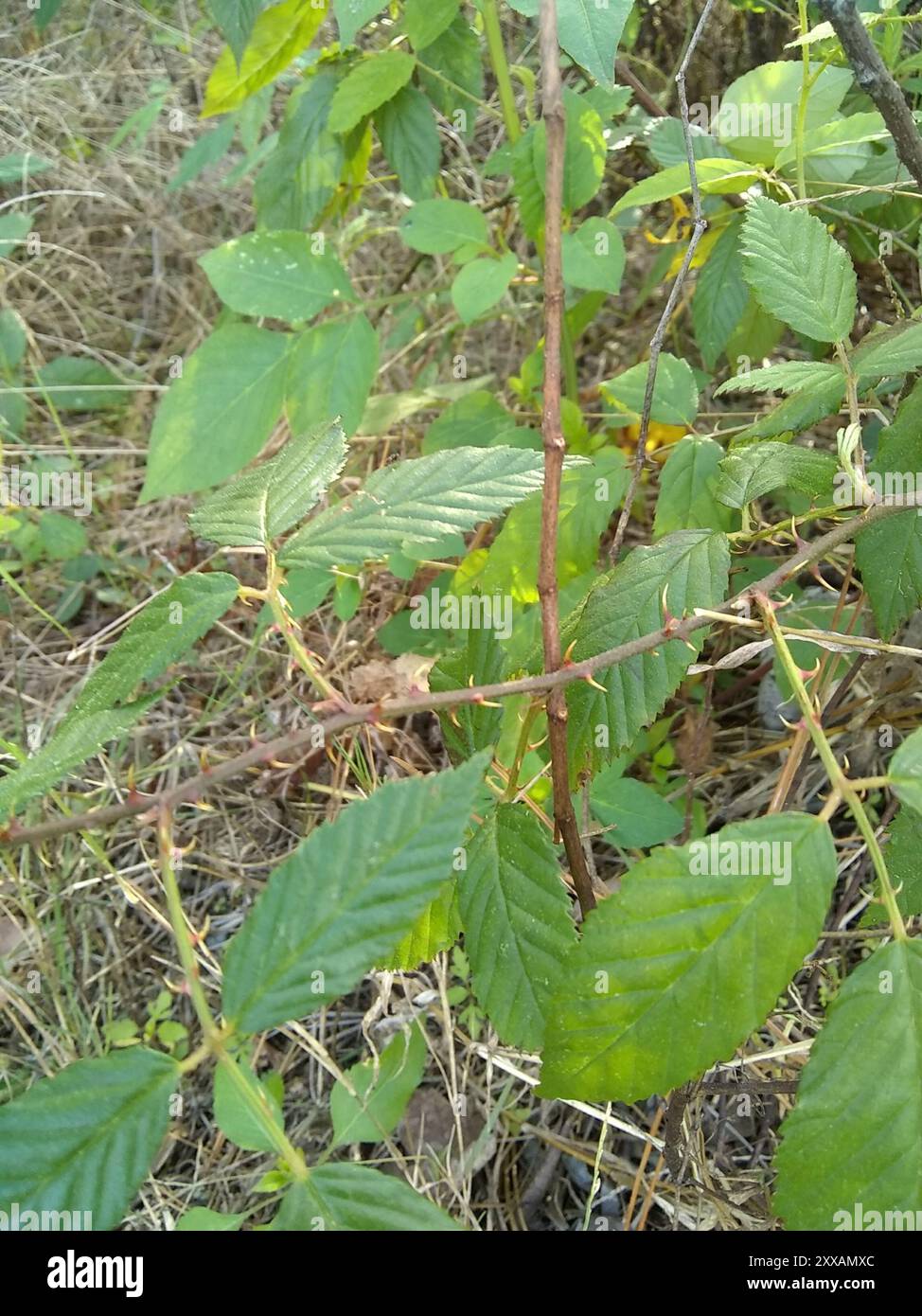 brambles (Rubus) Plantae Stock Photo - Alamy