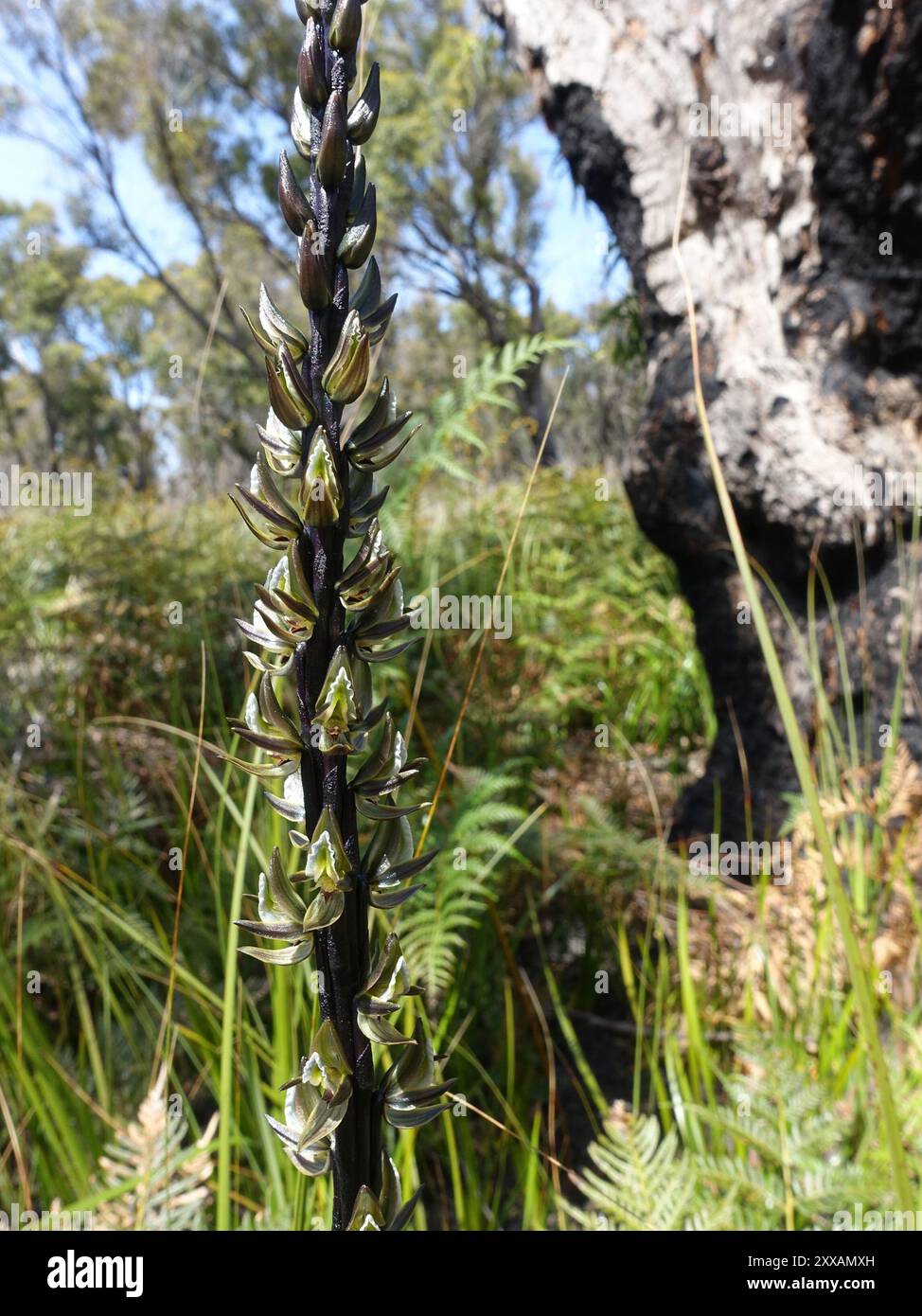 Tall Leek Orchid (Prasophyllum elatum) Plantae Stock Photo - Alamy