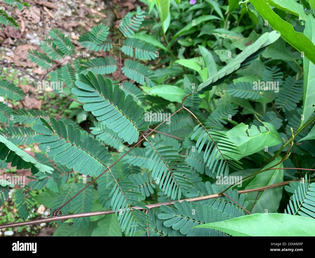 sensitive and partridge peas (Chamaecrista) Plantae Stock Photo - Alamy