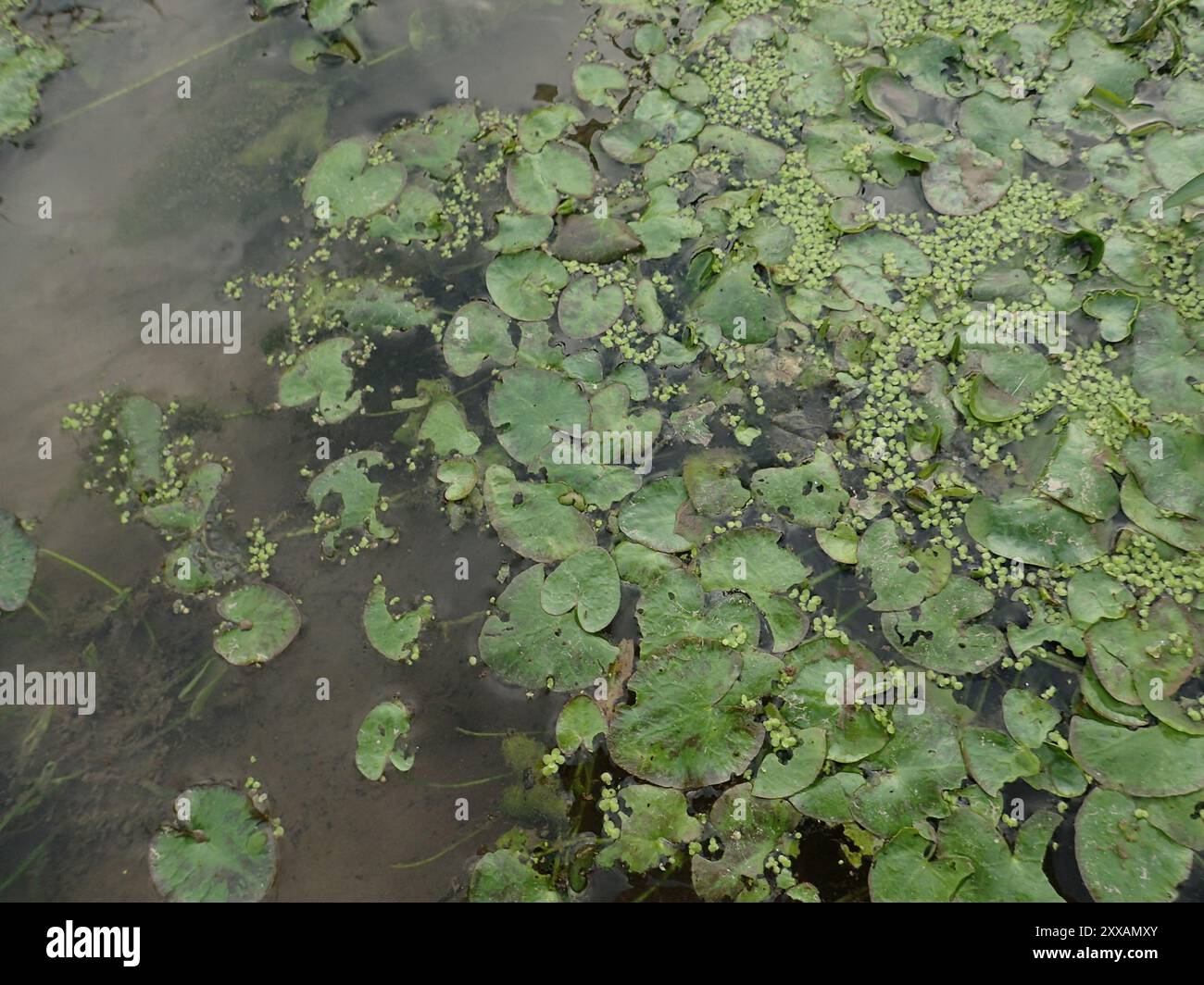 Crested Floating Heart (Nymphoides cristata) Plantae Stock Photo - Alamy
