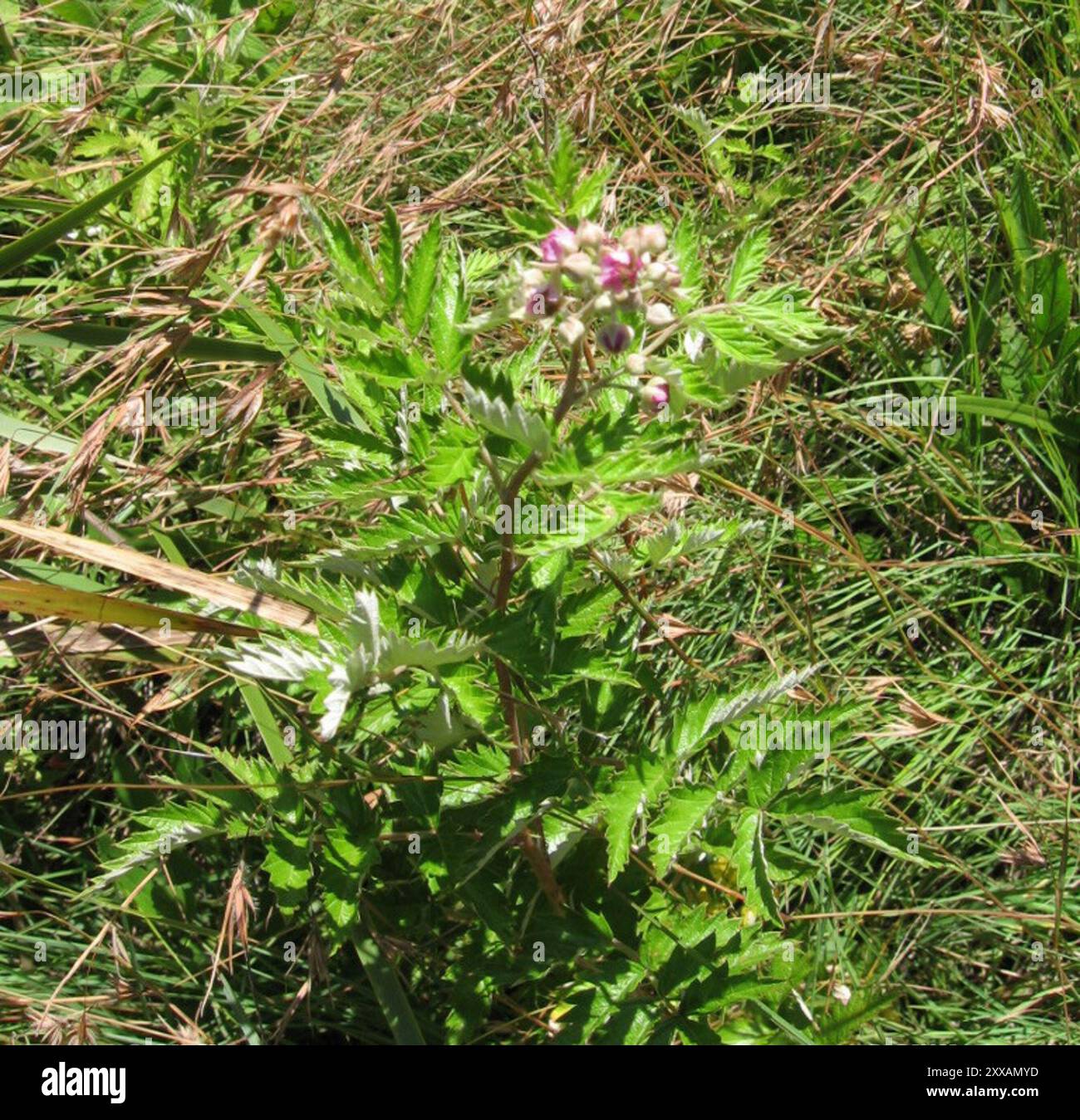 Silver Bramble (Rubus ludwigii) Plantae Stock Photo - Alamy