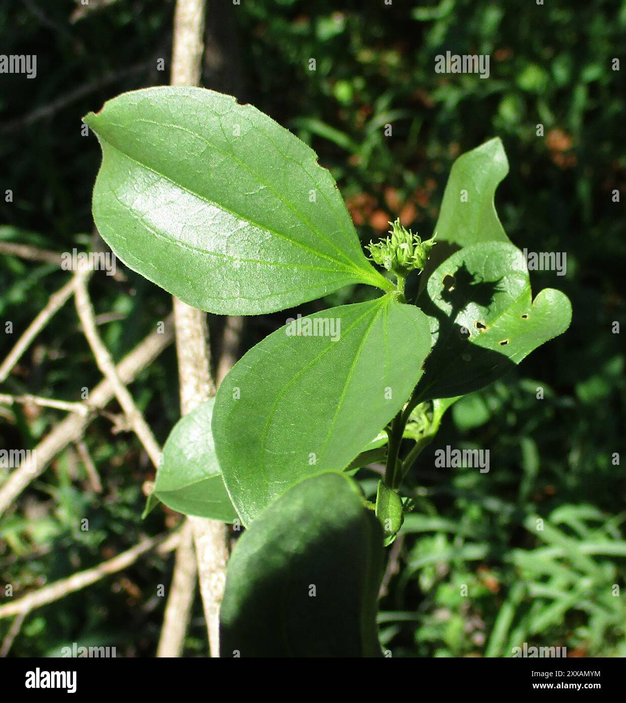 Spiny monkey orange (Strychnos spinosa) Plantae Stock Photo - Alamy