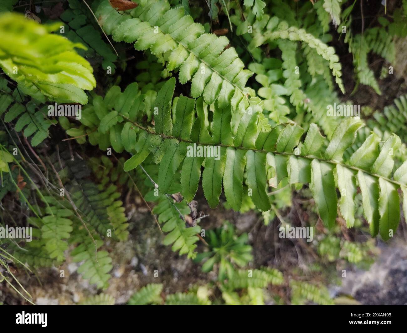 southern sword fern (Nephrolepis exaltata) Plantae Stock Photo - Alamy