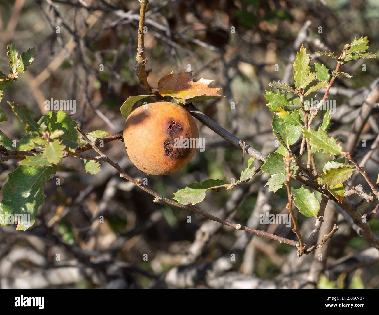 California Gall Wasp (Andricus quercuscalifornicus) Insecta Stock Photo ...