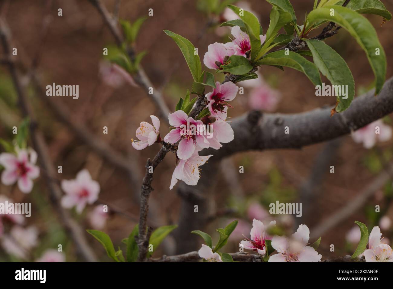 Little pink flowers hi-res stock photography and images - Alamy