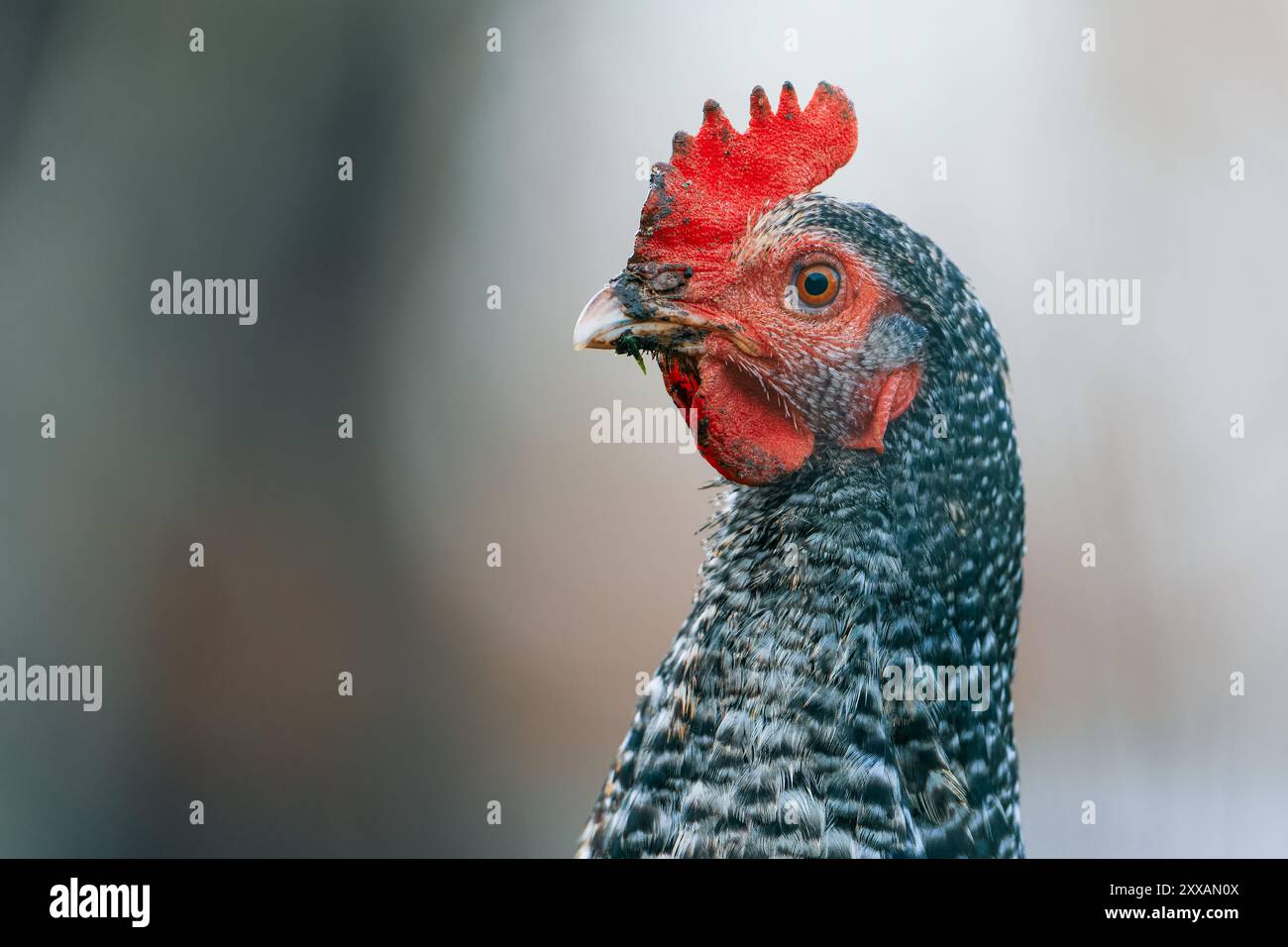 A close-up portrait of a speckled hen (Gallus gallus domesticus) on a ...