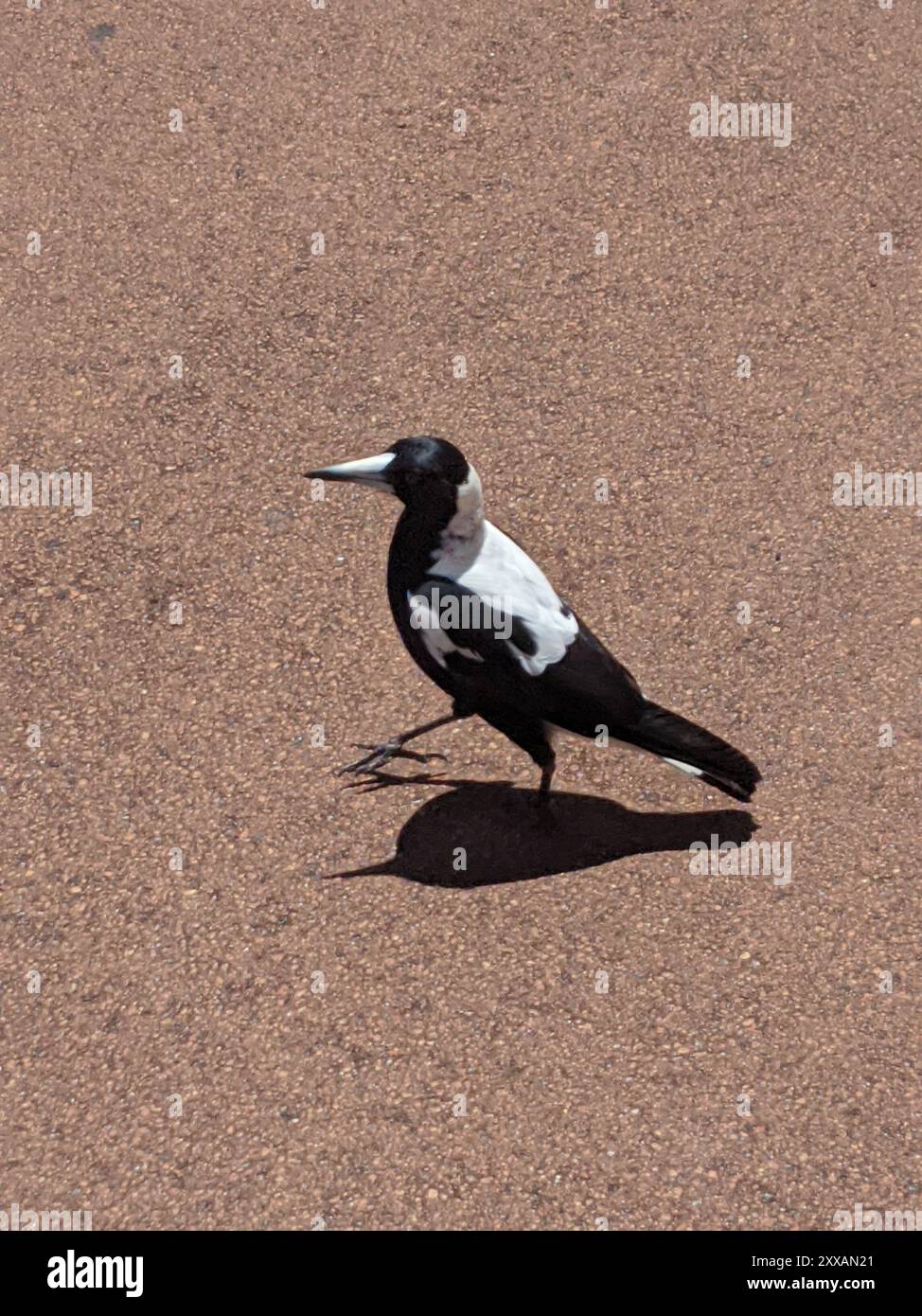 Southwestern Australian Magpie (Gymnorhina tibicen dorsalis) Aves Stock ...