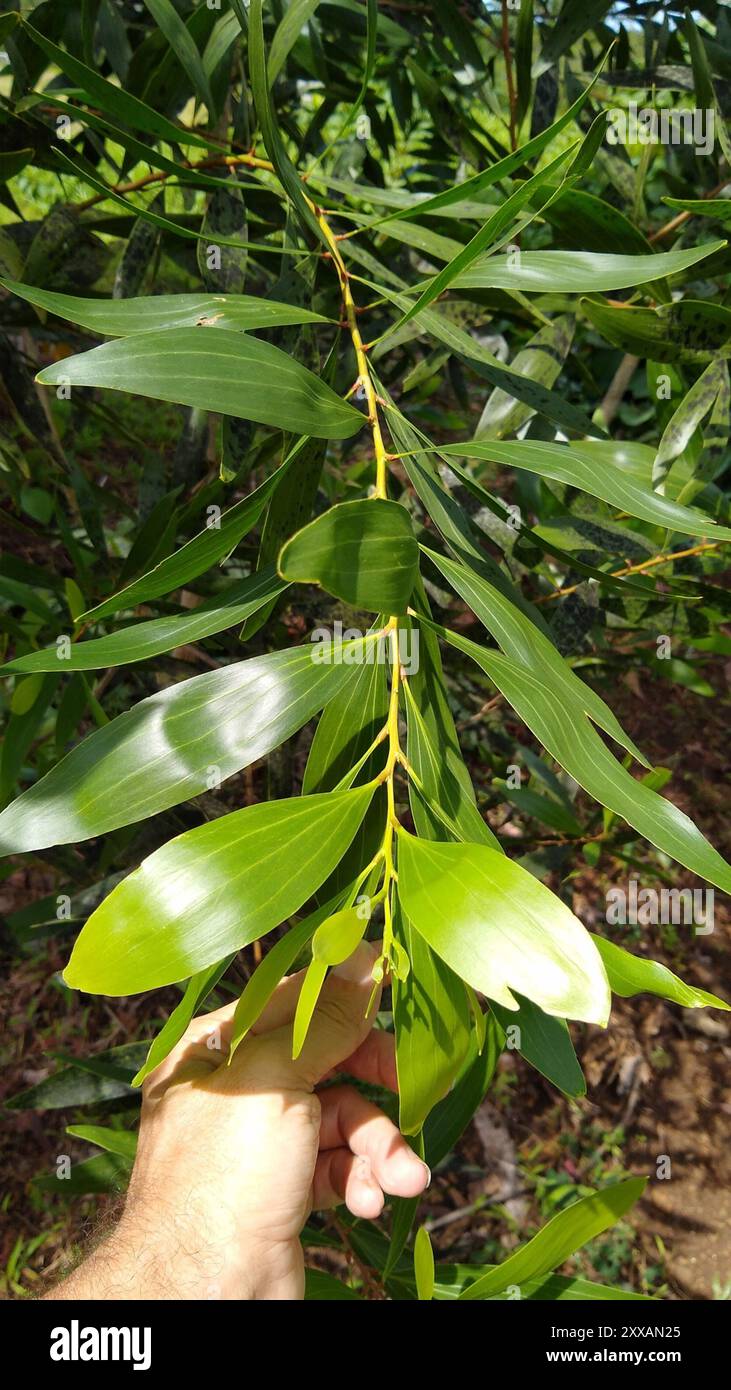 Earpod Wattle (Acacia auriculiformis) Plantae Stock Photo - Alamy
