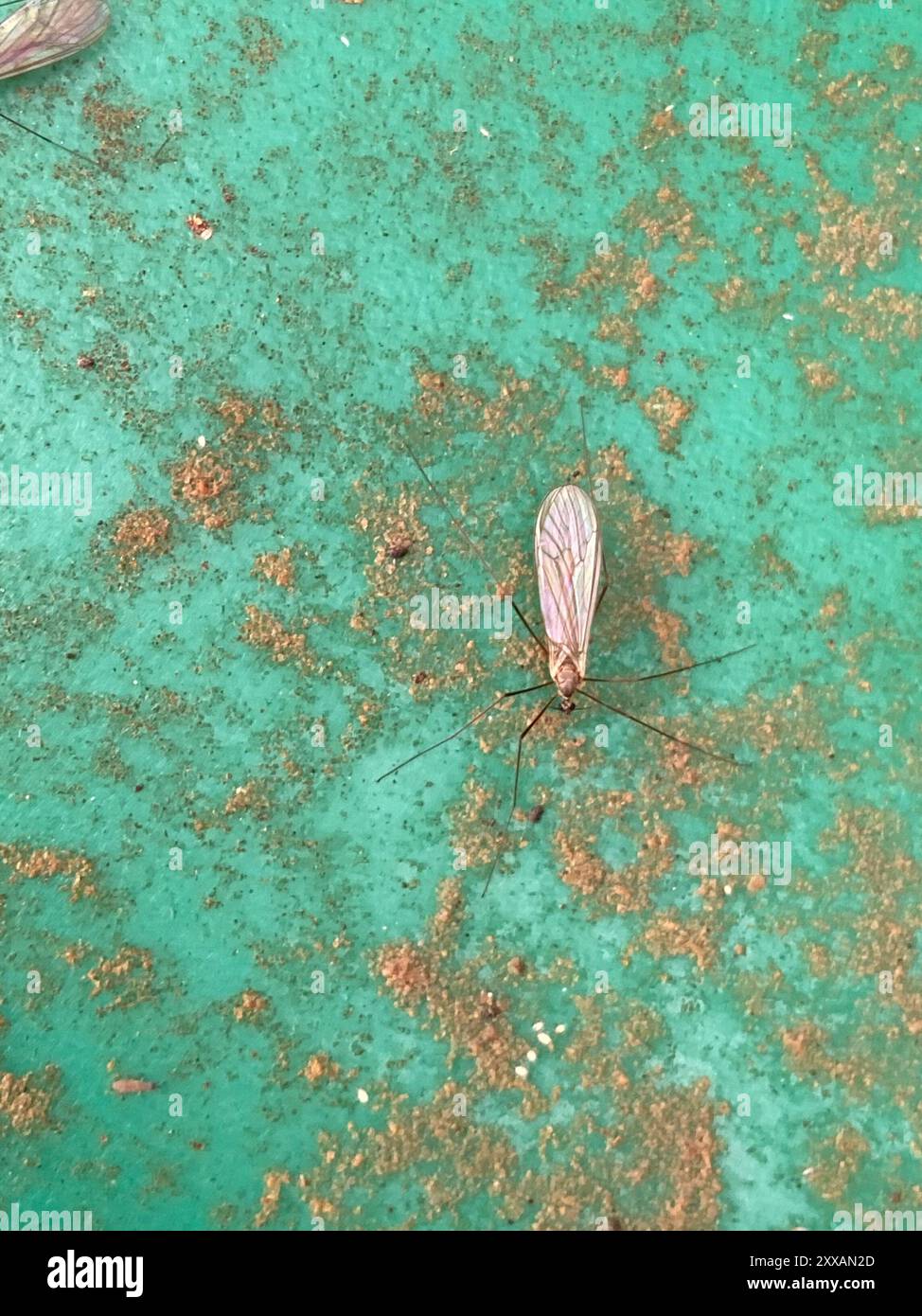 Non-biting Midges (Chironomidae) Insecta Stock Photo - Alamy