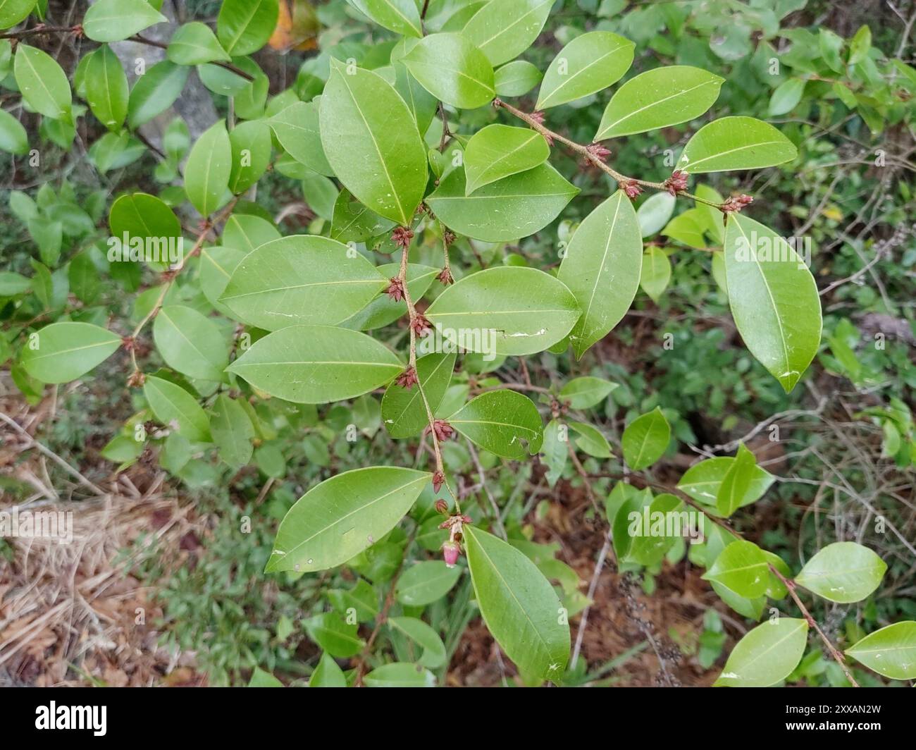 fetterbush lyonia (Lyonia lucida) Plantae Stock Photo - Alamy