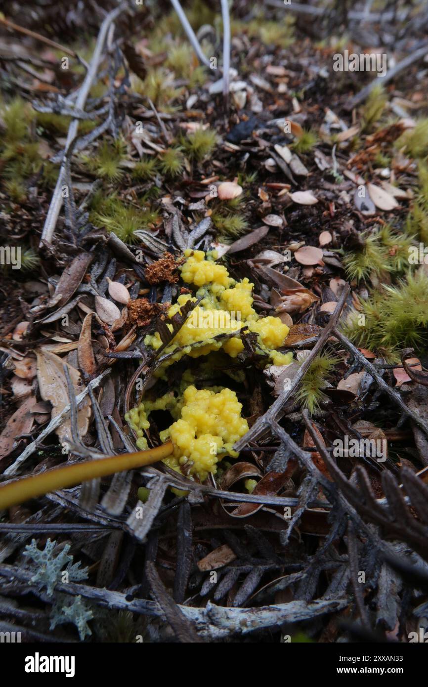 true slime molds (Myxomycetes) Protozoa Stock Photo - Alamy