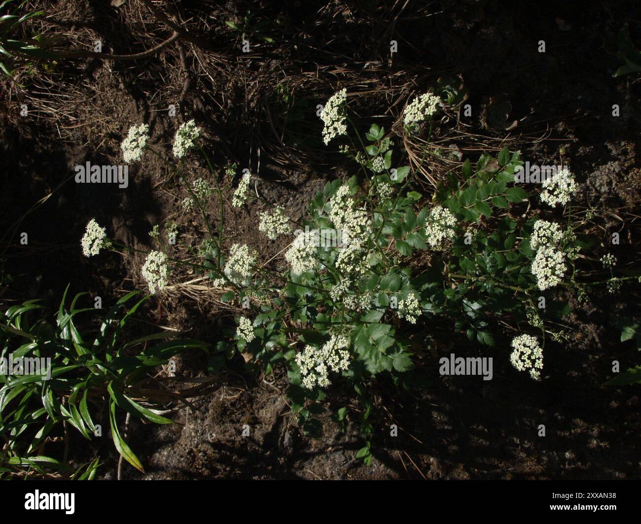 (Pimpinella dendroselinum) Plantae Stock Photo - Alamy