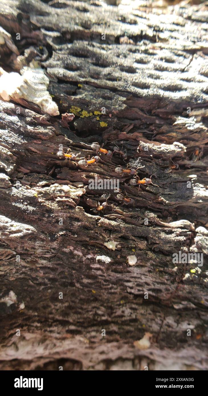 Western Velvety Tree Ant (Liometopum occidentale) Insecta Stock Photo ...