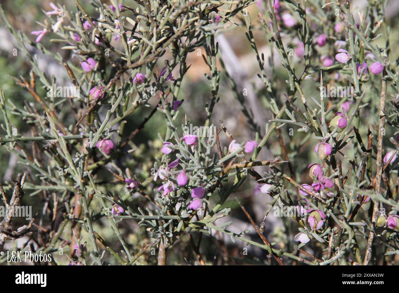tortoise berry (Muraltia spinosa) Plantae Stock Photo - Alamy