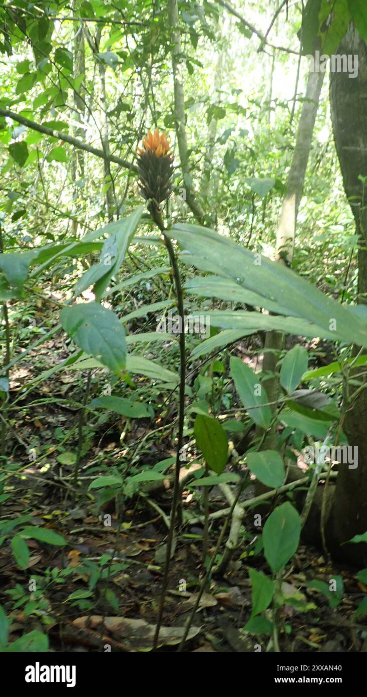 Renealmia cernua hi-res stock photography and images - Alamy