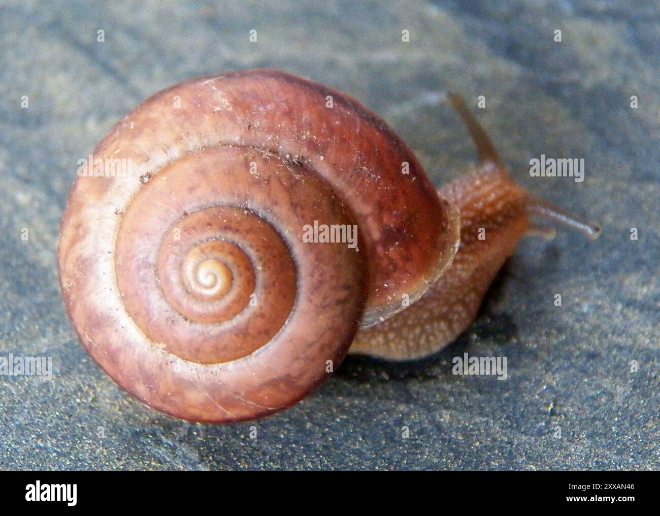 Asian Tramp Snail (Bradybaena similaris) Mollusca Stock Photo - Alamy