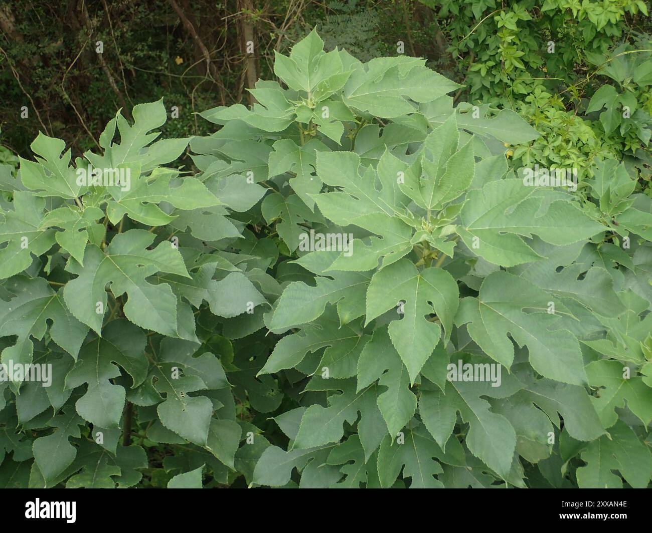 Paper mulberry (Broussonetia papyrifera) Plantae Stock Photo - Alamy