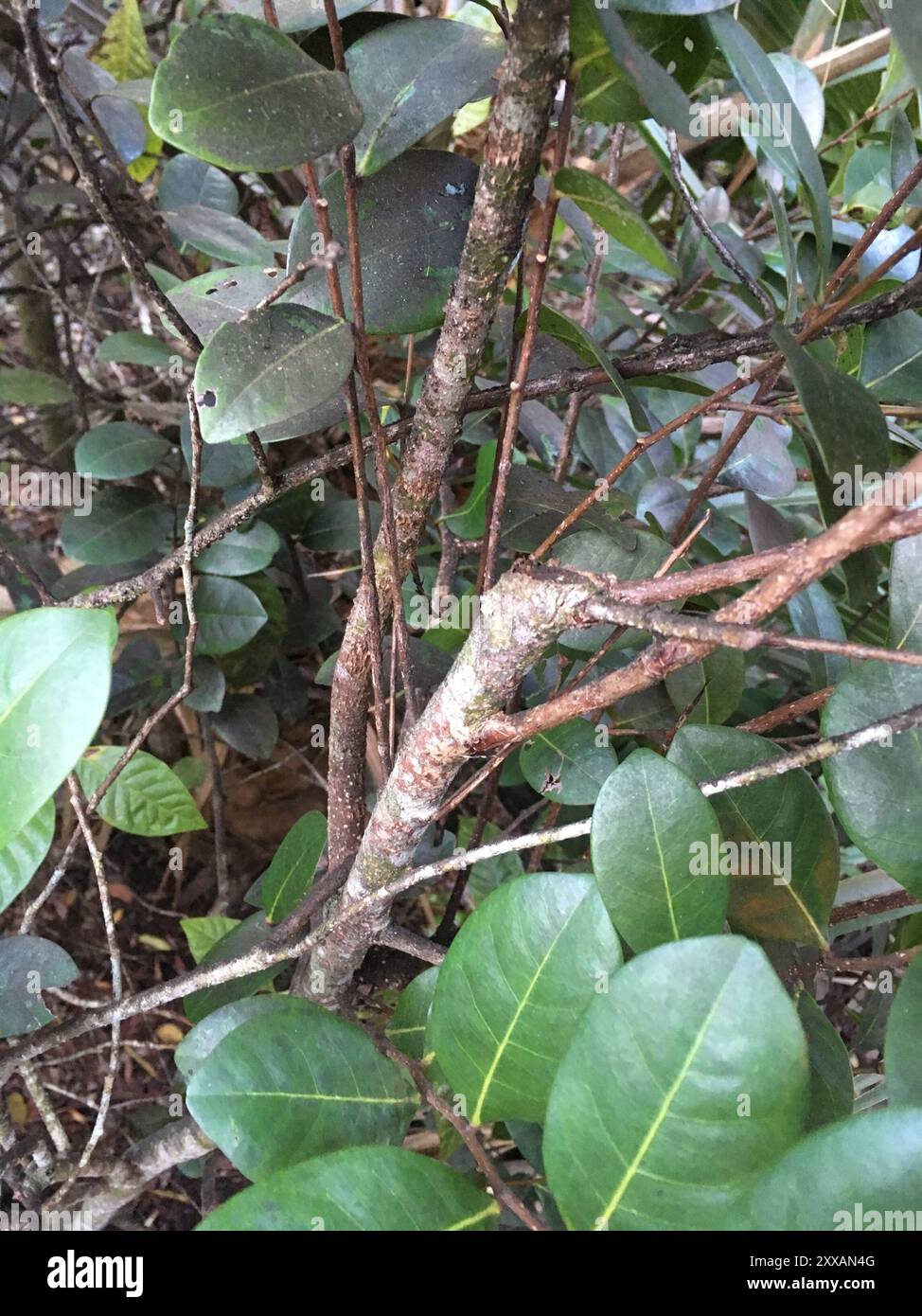 Cocoplum (Chrysobalanus icaco) Plantae Stock Photo - Alamy