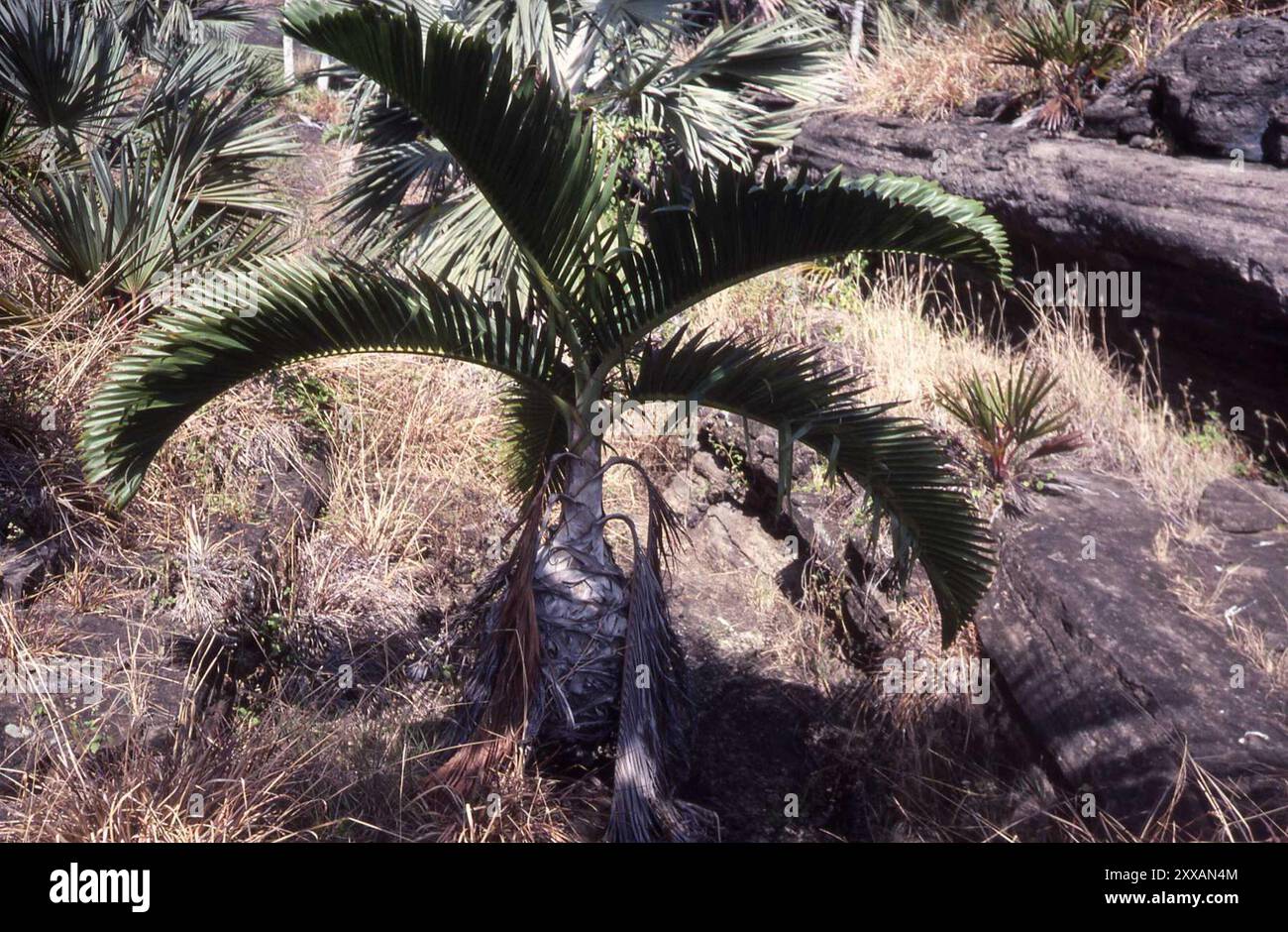 Bottle Palm (Hyophorbe lagenicaulis) Plantae Stock Photo - Alamy