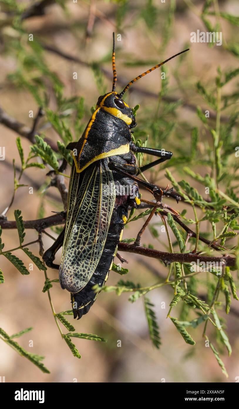 Horse Lubber Grasshopper (Romalea eques) Insecta Stock Photo - Alamy