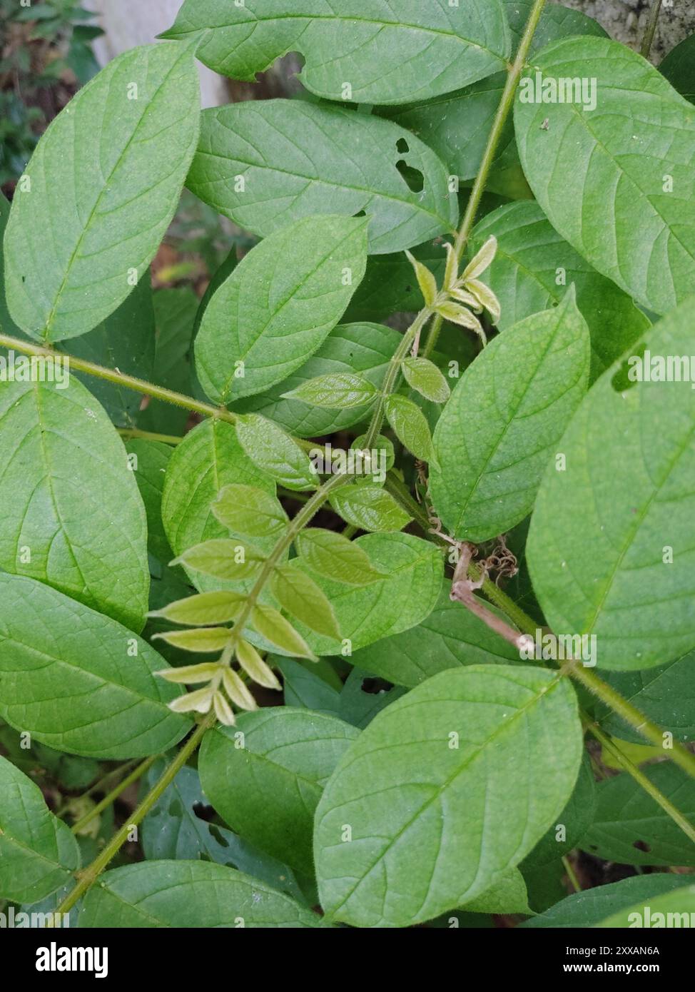 African tulip tree (Spathodea campanulata) Plantae Stock Photo - Alamy