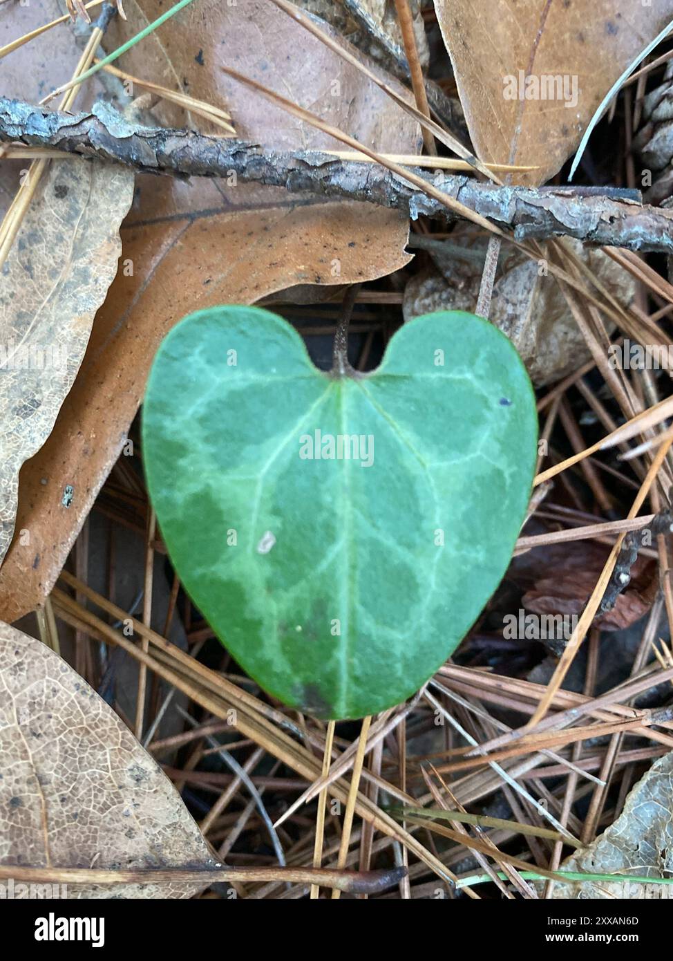 Variableleaf Heartleaf (Asarum lewisii) Plantae Stock Photo - Alamy