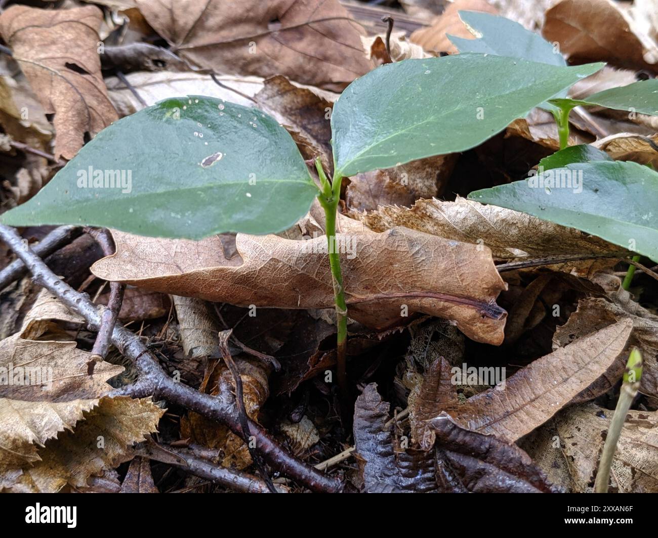 flowering plants (Angiospermae) Plantae Stock Photo - Alamy