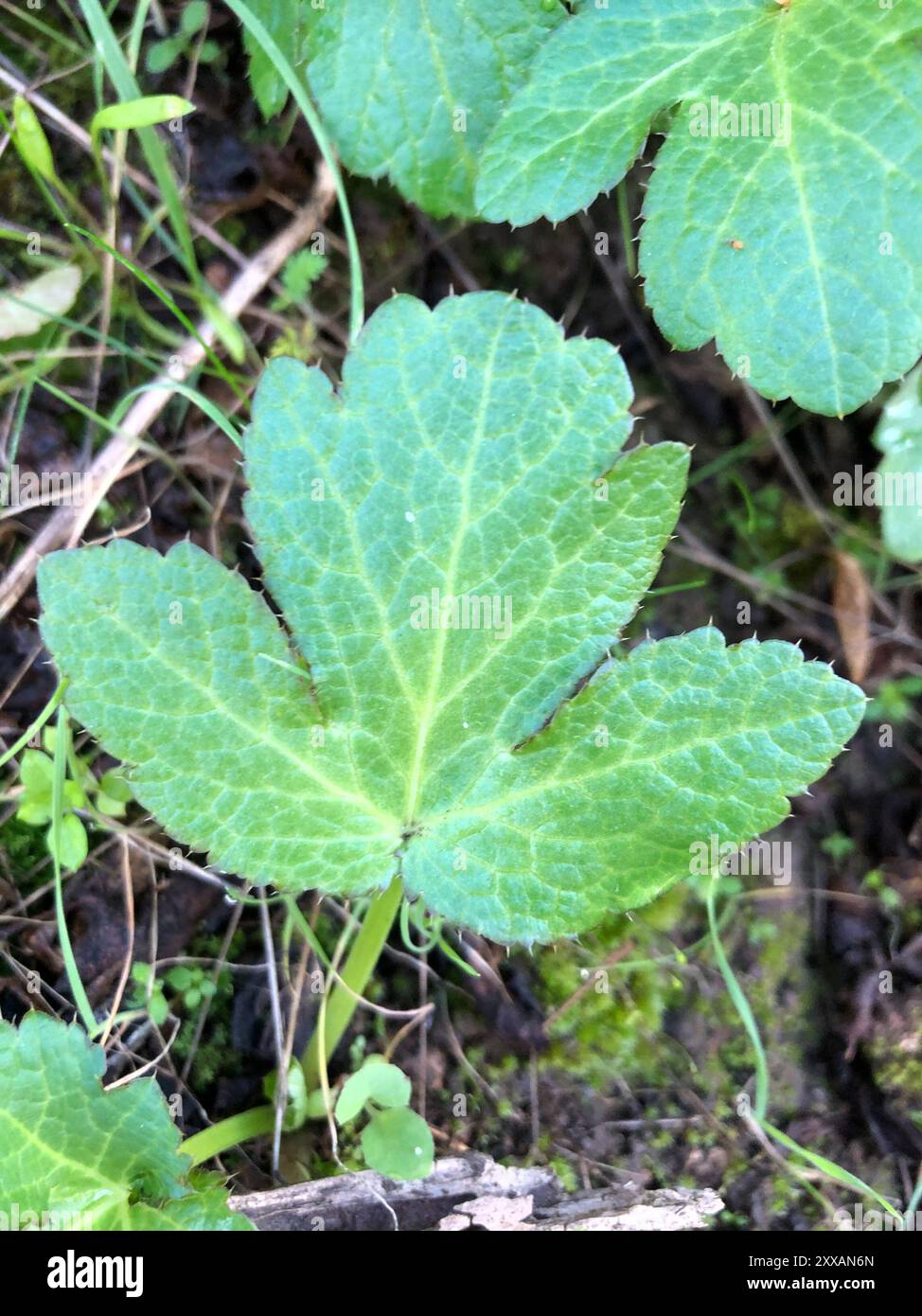 Pacific Sanicle (Sanicula crassicaulis) Plantae Stock Photo - Alamy