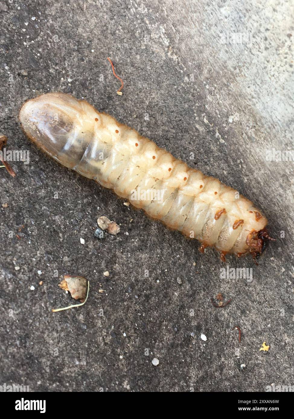 Figeater Beetle (Cotinis mutabilis) Insecta Stock Photo - Alamy