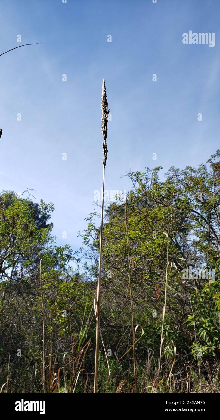 giant wild rye (Leymus condensatus) Plantae Stock Photo - Alamy