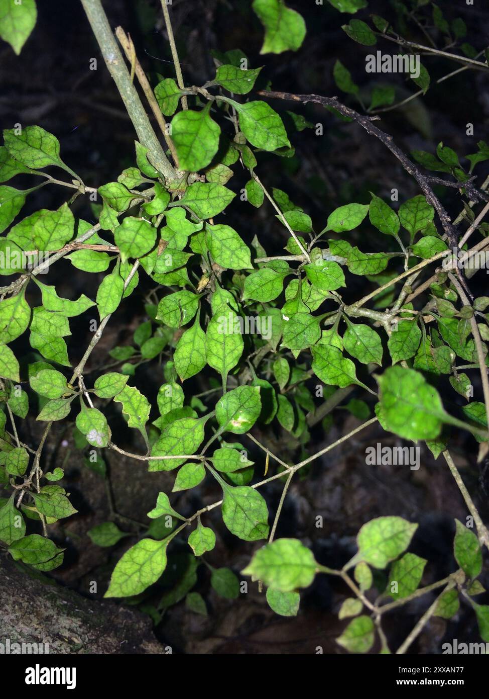 thin leaved coprosma (Coprosma areolata) Plantae Stock Photo - Alamy