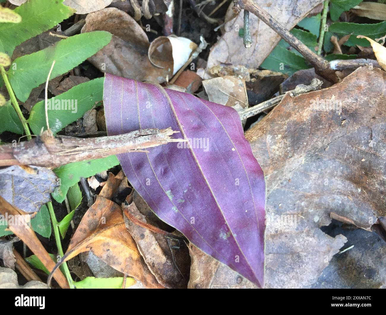 crane-fly orchid (Tipularia discolor) Plantae Stock Photo - Alamy